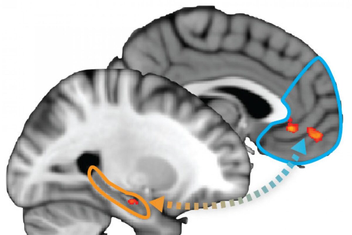 UT Austin Psychology Researchers Map Neurological Process of Learning ...
