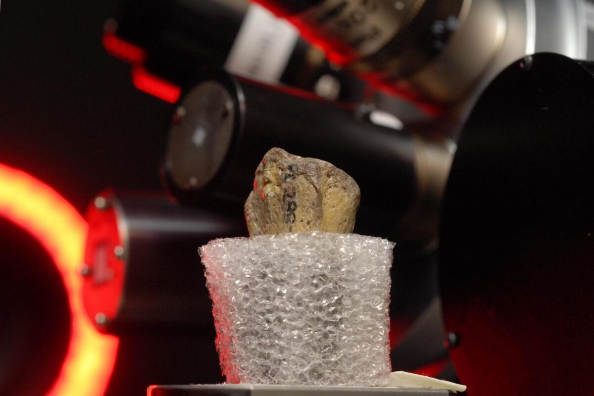 Human Ancestor ‘Lucy’ Was a Tree Climber, New Evidence Suggests - UT ...