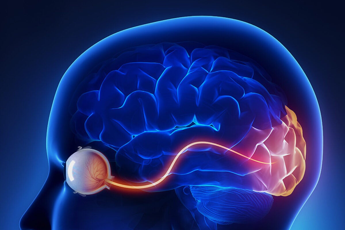 Human Cognitive Map Scales According to Surroundings - UT Austin News ...