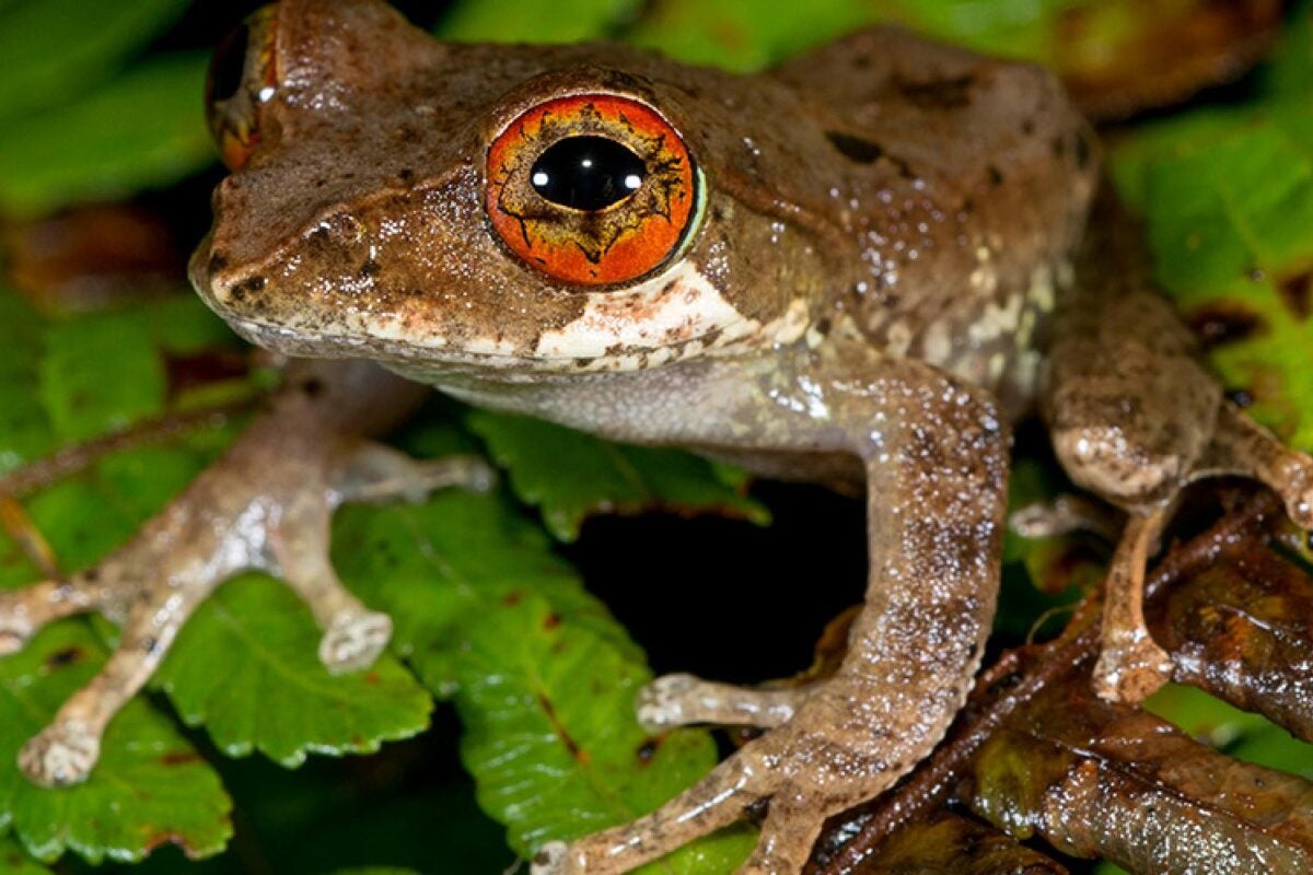 Frogs Illustrate the Creative Destruction of Mass Extinctions - UT ...