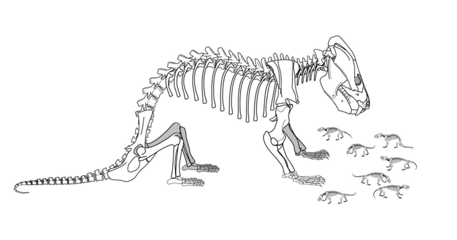 Mammal Forerunner that Reproduced Like a Reptile Sheds Light on Brain ...