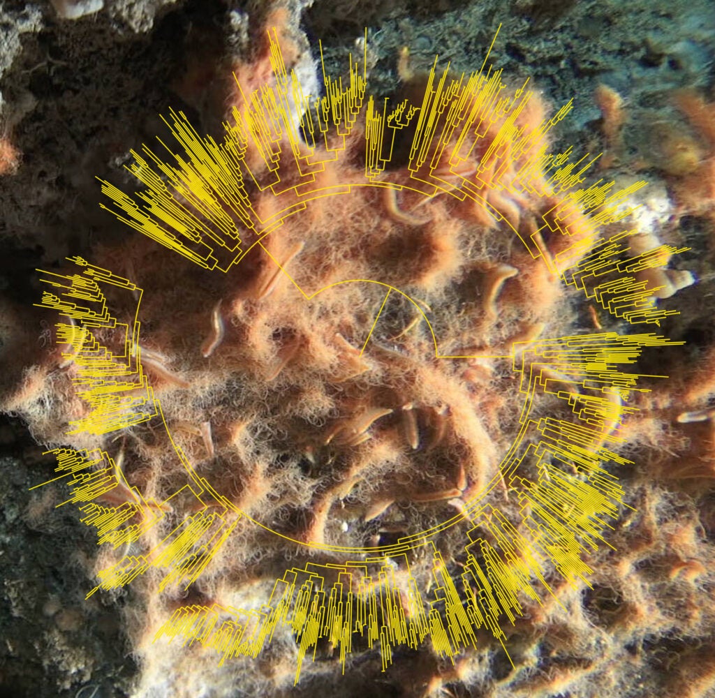 Newly Discovered Deep-Sea Microbes Gobble Greenhouse Gases and Perhaps ...