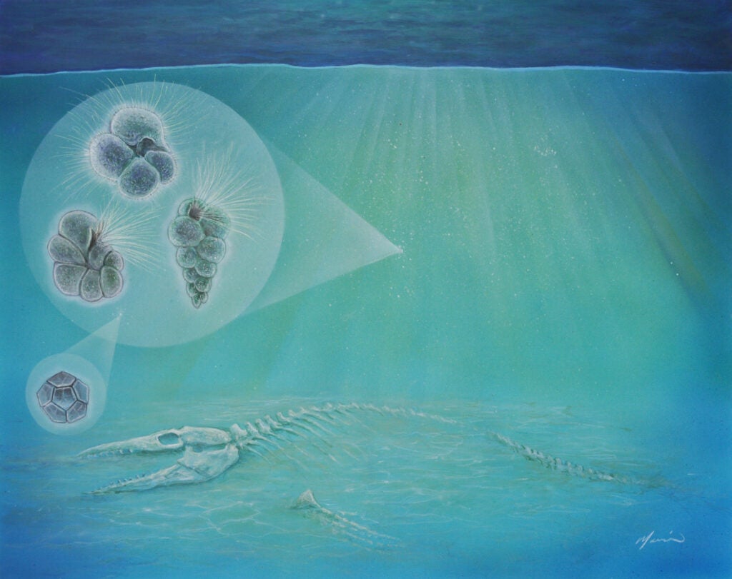 Evolution Imposes “Speed Limit” on Recovery after Mass Extinctions - UT ...