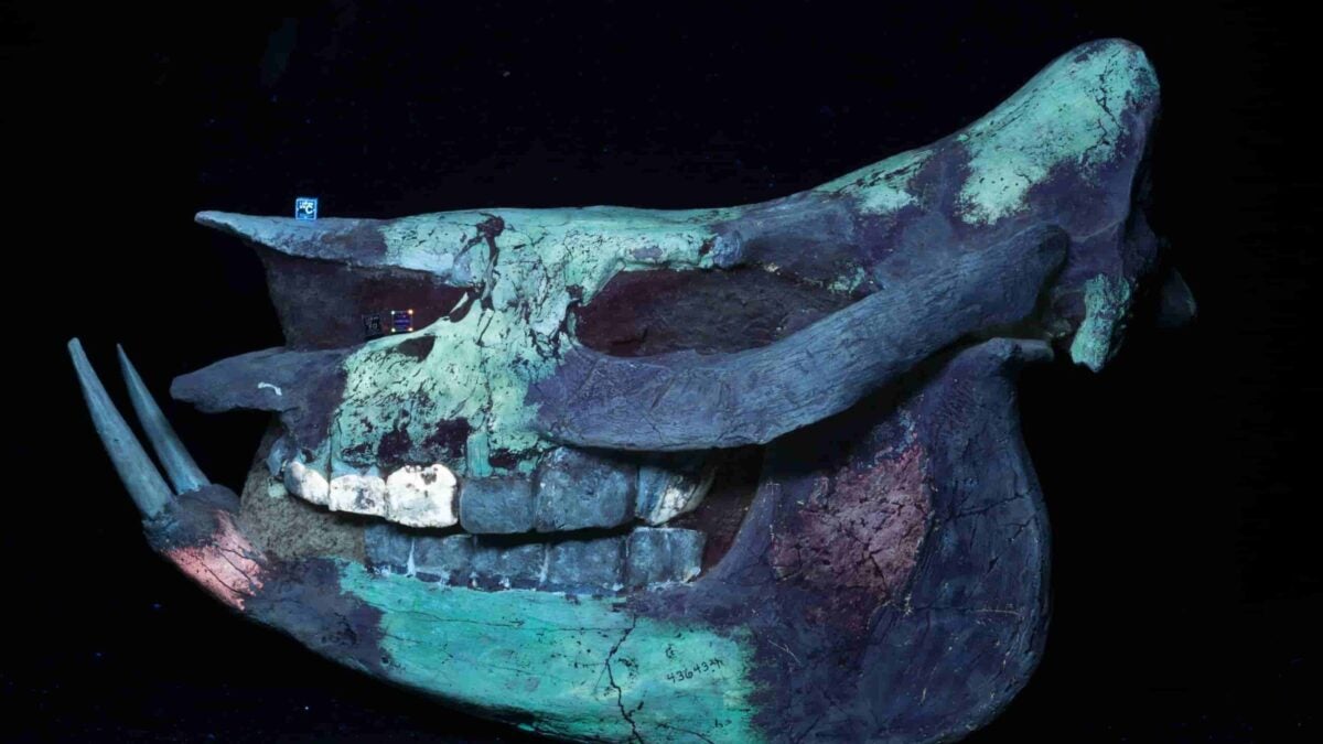 New Photography Technique Brings Hidden History of Fossils to Light ...