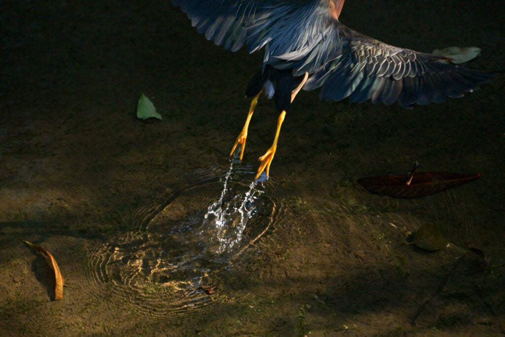 Nature on the Forty Acres (In Photos) - UT Austin News - The University ...
