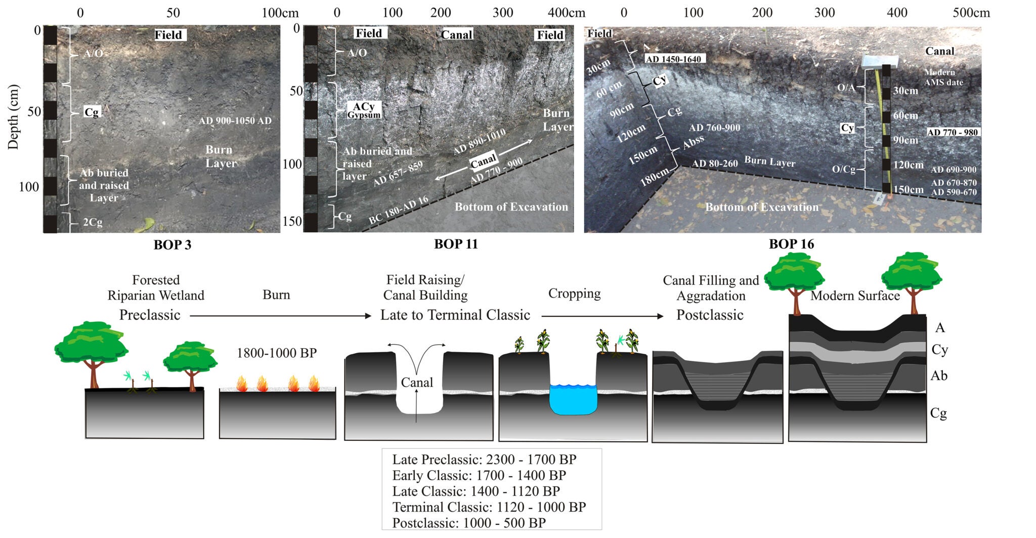 Ancient Maya Canals and Fields Show Early and Extensive Impacts on ...