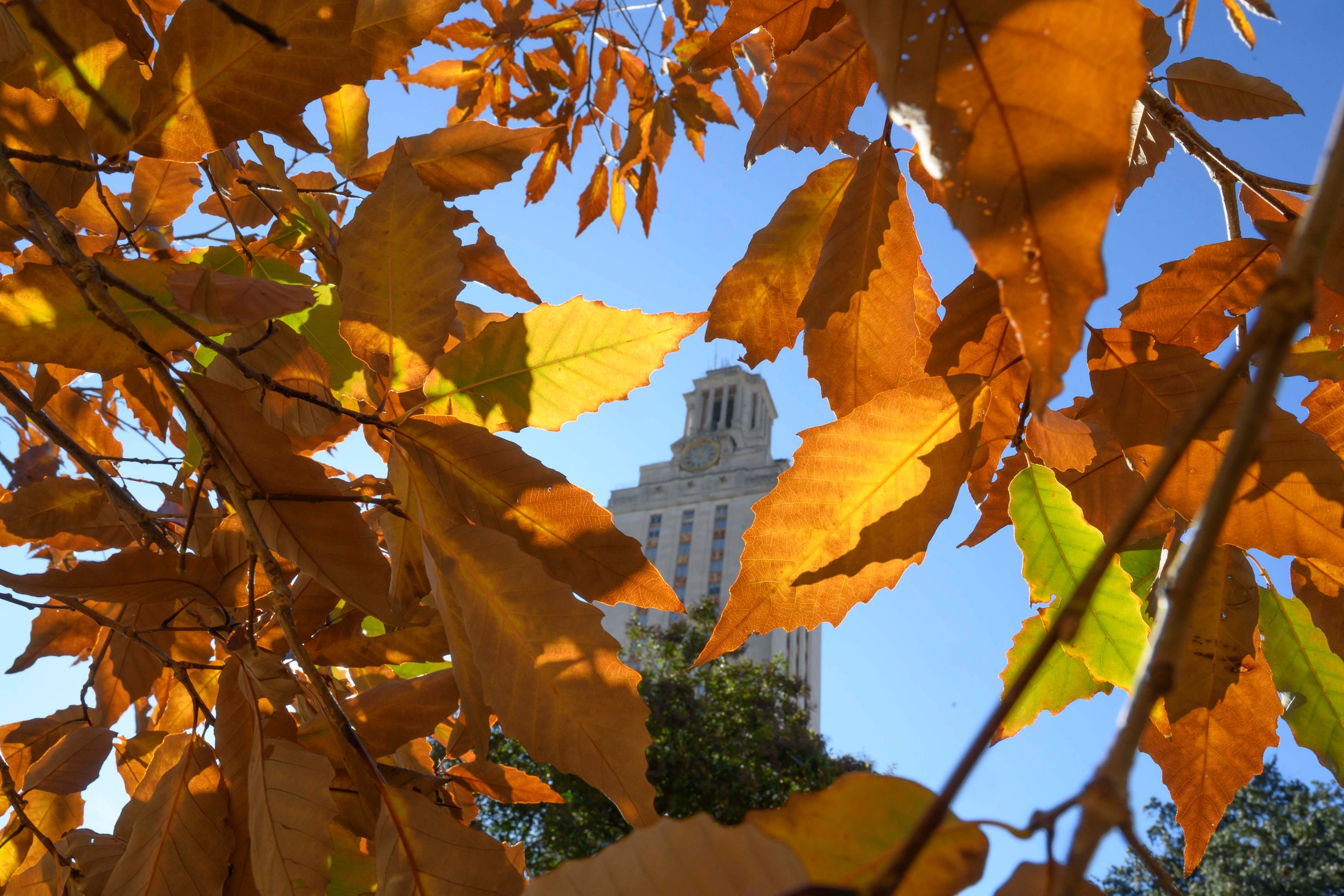 PHOTOS: Fall on the Forty Acres - UT Austin News - The University of ...