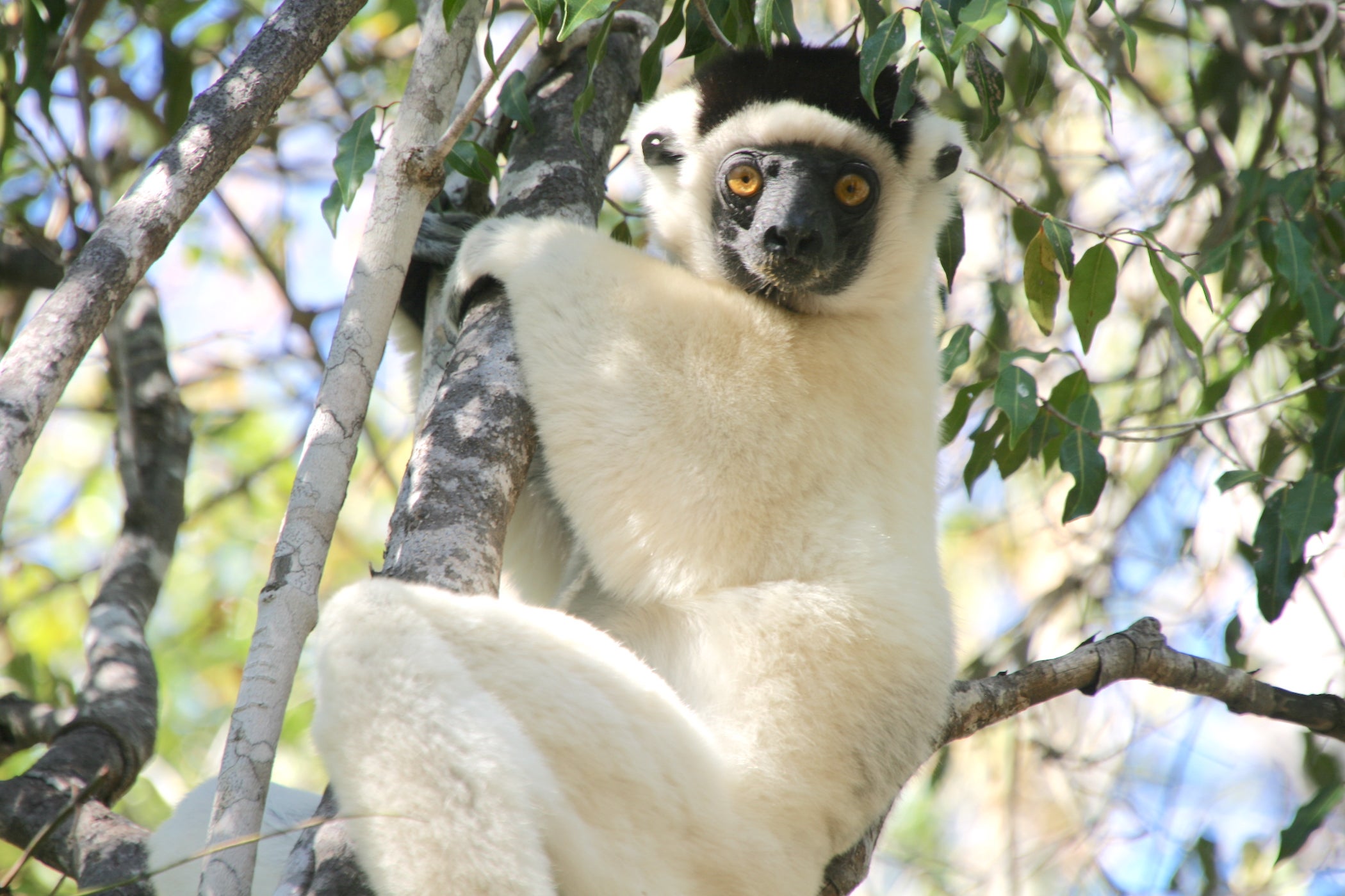 How Social Dynamics Influence the Gut Microbes of Wild Lemurs - UT ...