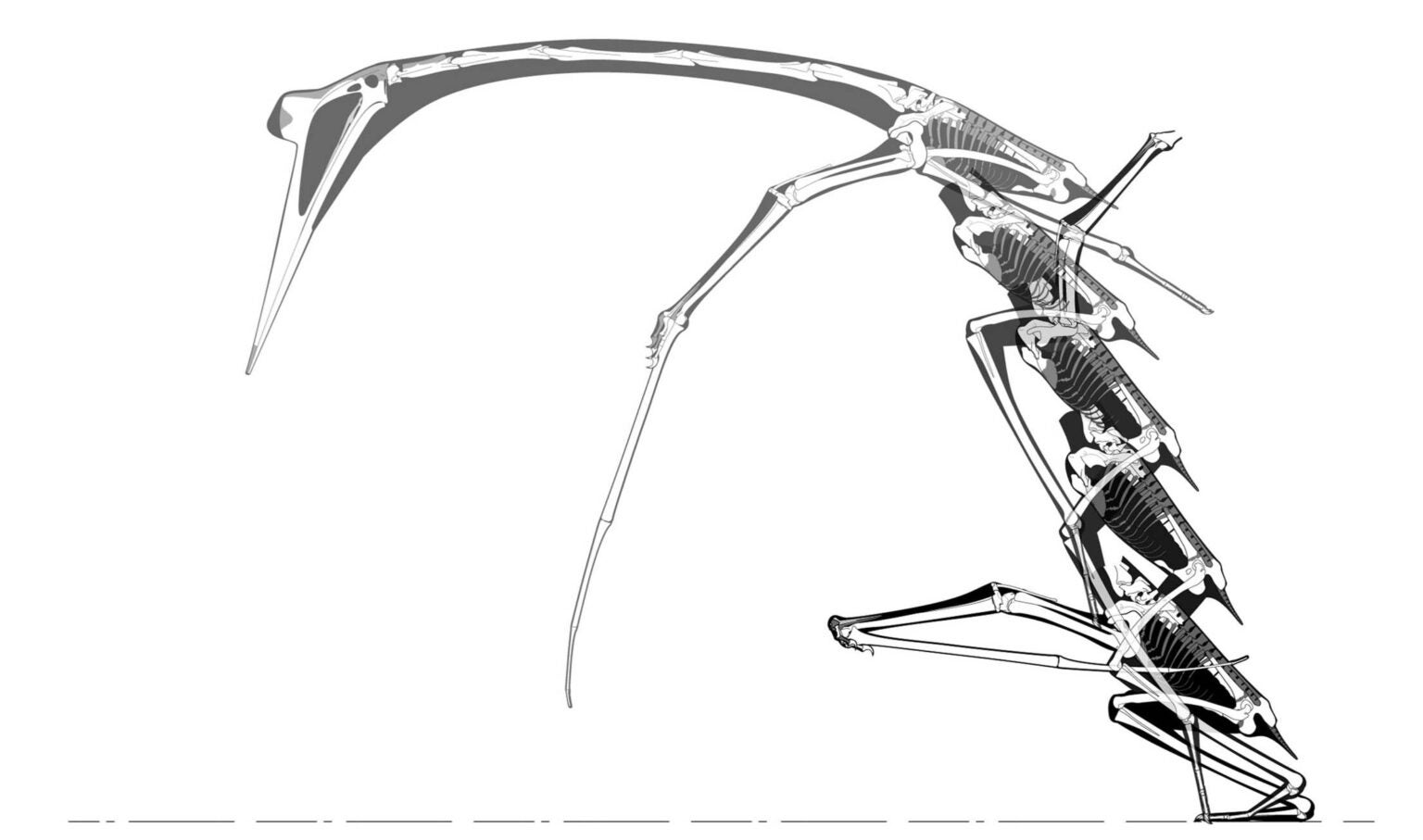 World’s Largest Pterosaur Leaped Aloft to Fly - UT Austin News - The ...
