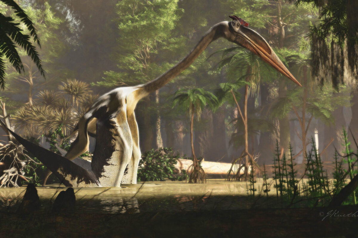 World’s Largest Pterosaur Leaped Aloft to Fly - UT Austin News - The ...