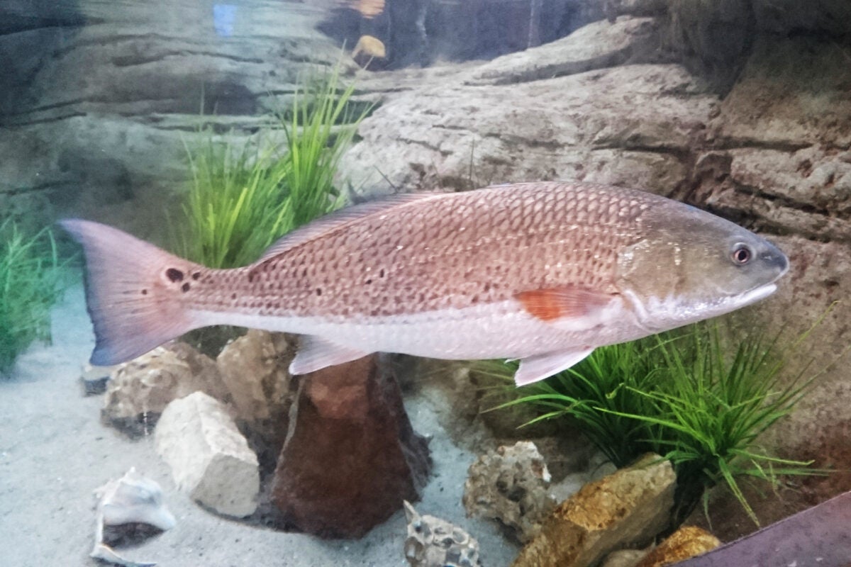 Native Fish Population Predicted to Rise After Major Expansion of Texas ...