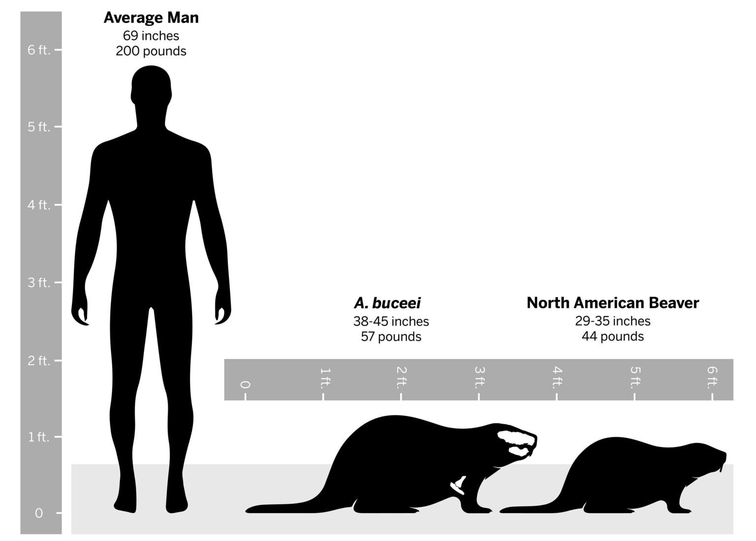 Beaver Fossil Named After Buc-ee’s - UT Austin News - The University of ...