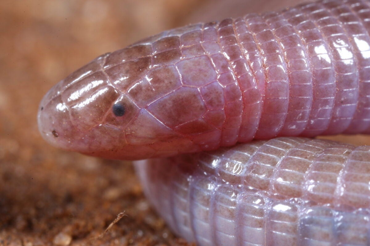 Bizarre Worm-Lizard’s Secrets Revealed in CT Scans - UT Austin News ...