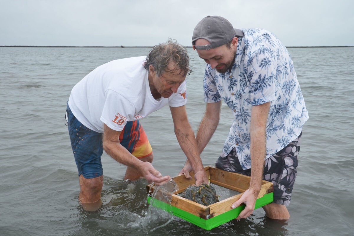 Vital Seagrasses in Gulf of Mexico Are Retreating Amid Rapid Sea Level ...