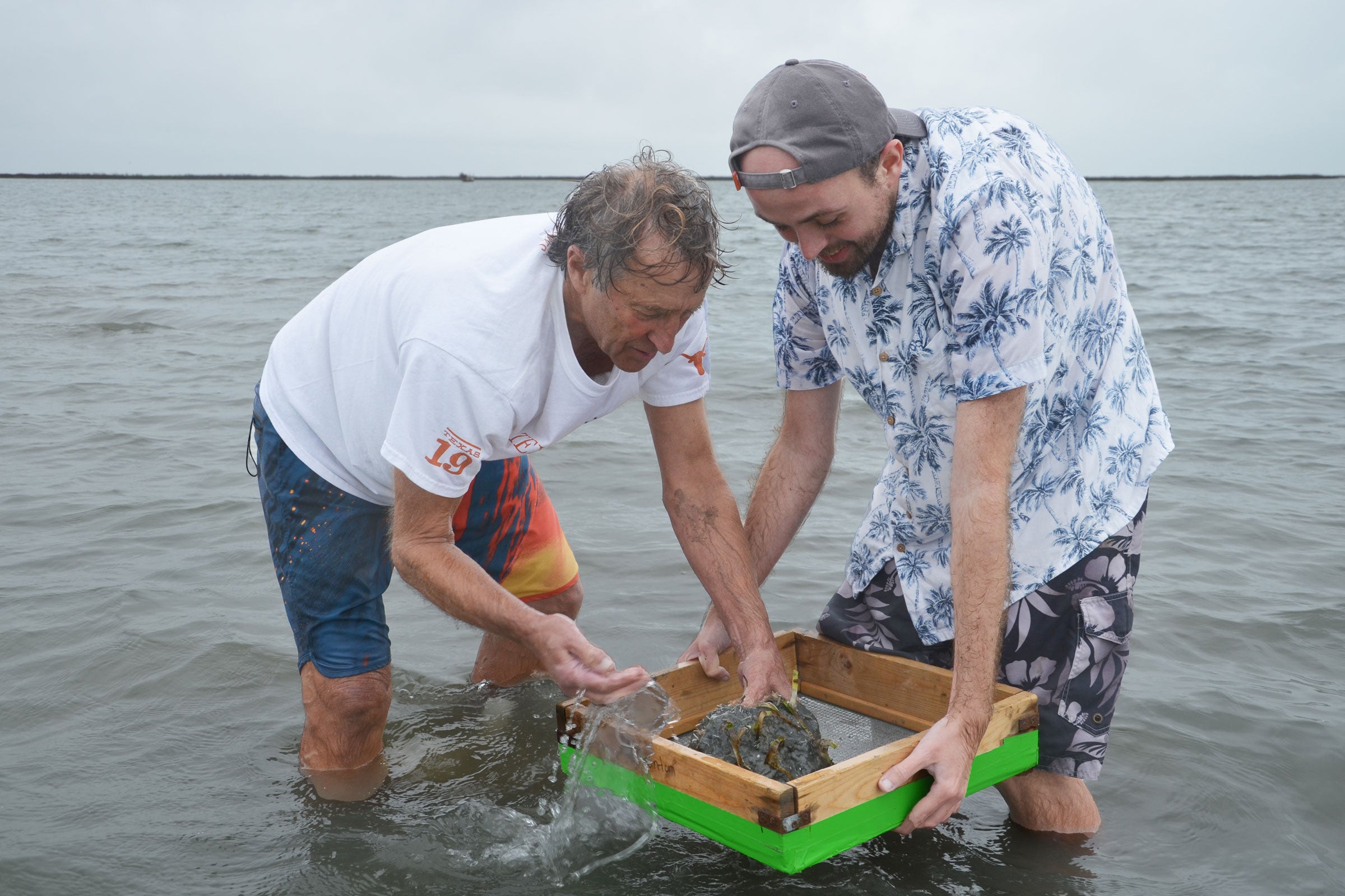 Vital Seagrasses in Gulf of Mexico Are Retreating Amid Rapid Sea Level ...