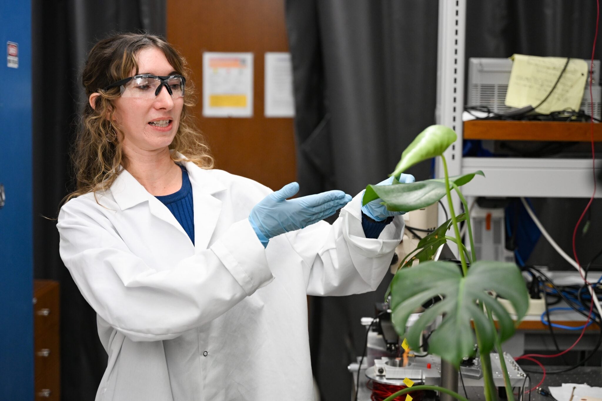 Plants Need Water? Breakthrough Sensor Measures Leaf Hydration in Real ...